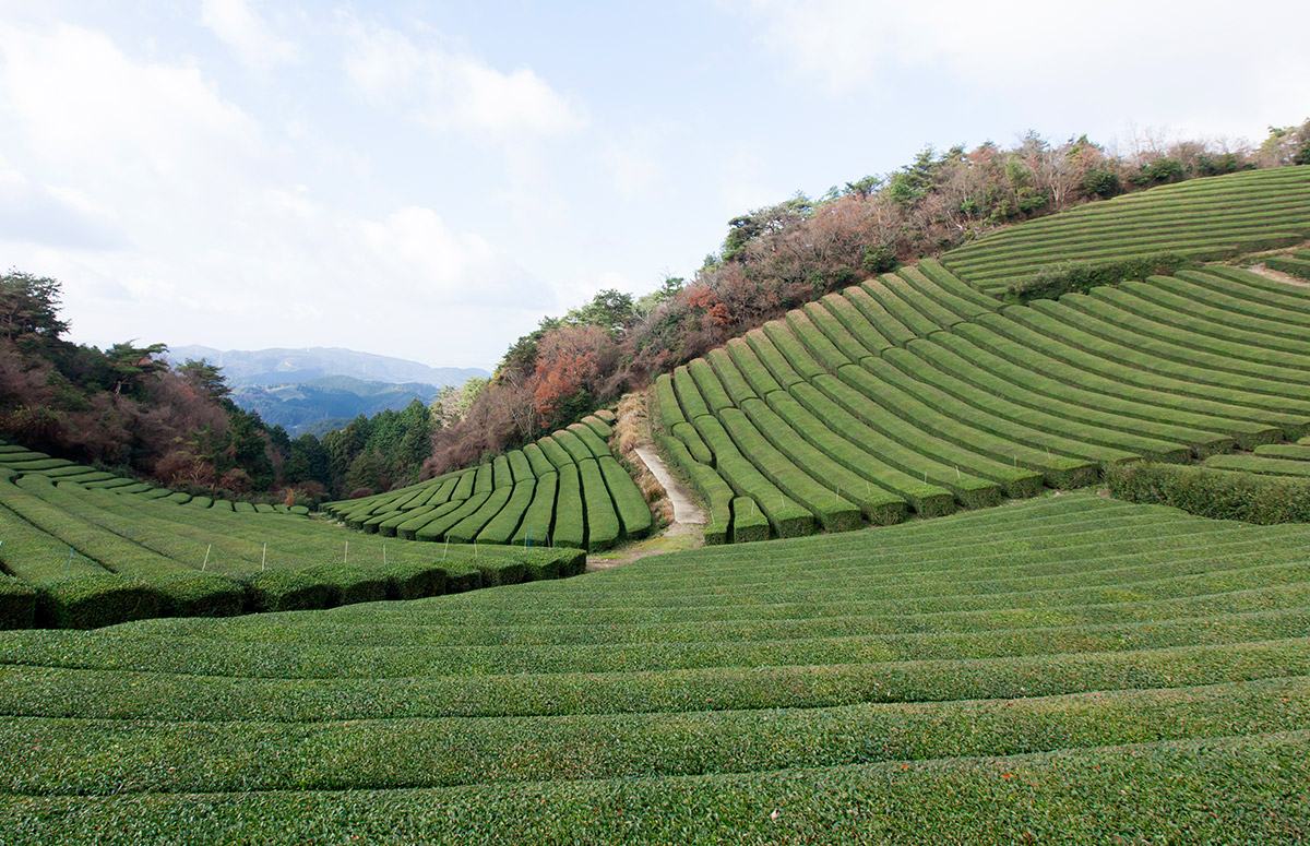 Japanese Green Tea Fields